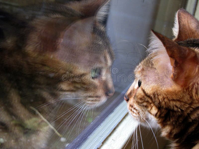 Bengal Cat: Close Up Portrait with Mirror Reflection Stock Image ...