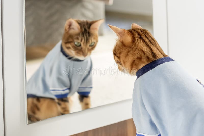 Bengal Cat in Clothes Looks at His Reflection in the Mirror Stock Image ...
