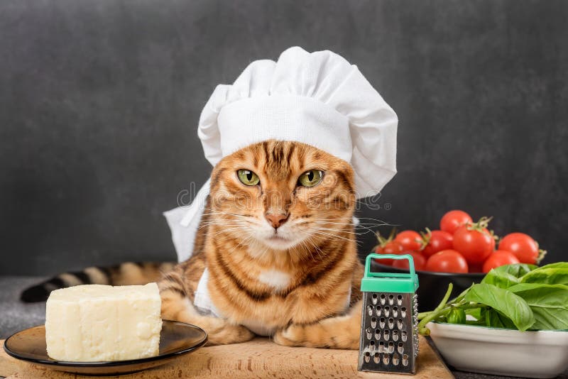 Bengal Cat Cook with a Grater and Cheese Stock Photo - Image of lunch ...