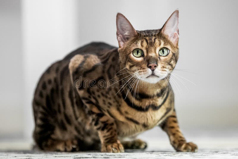 A Bengal Cat Crouching on the Floor Looking at the Camera Stock Photo ...