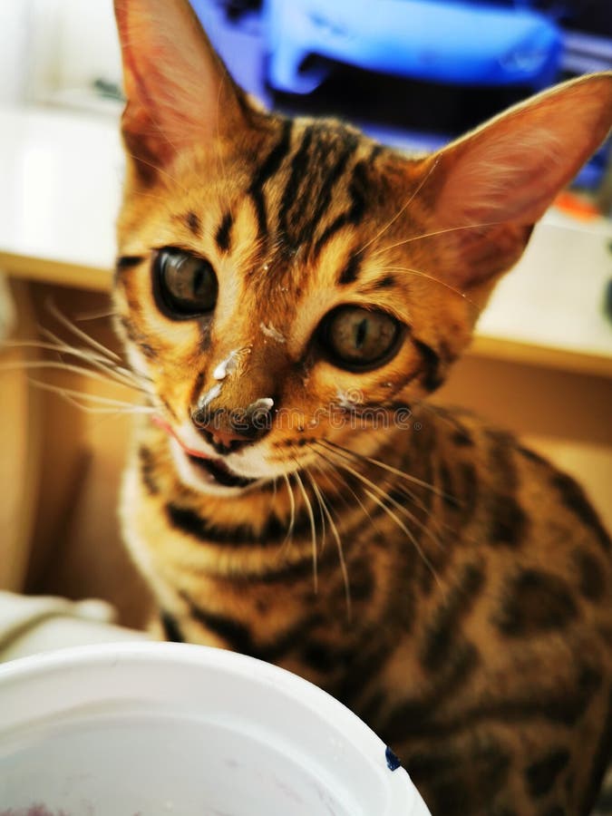 Bengal cat with dirty face stock image. Image of face - 156814047