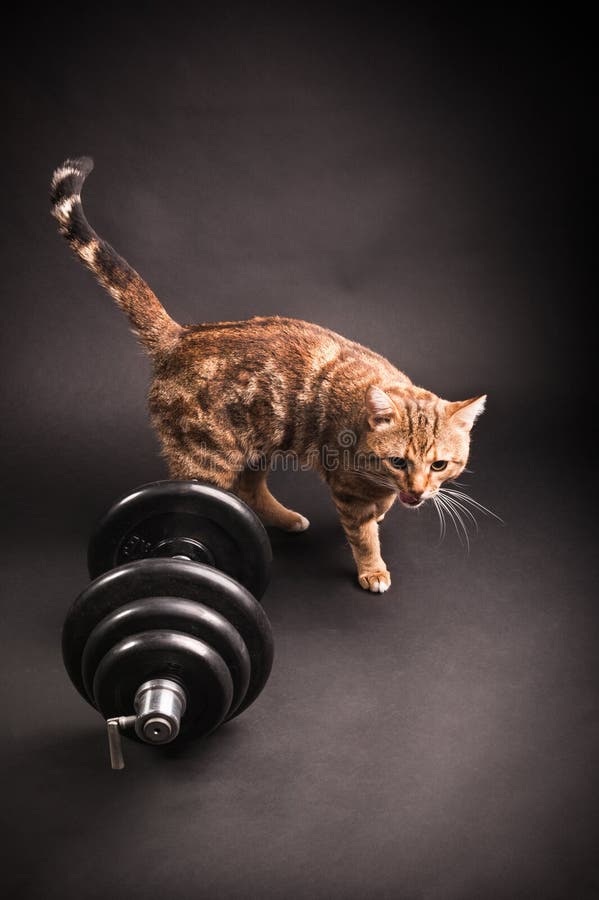 312 Cat Dumbbell Stock Photos - Free & Royalty-Free Stock Photos from ...