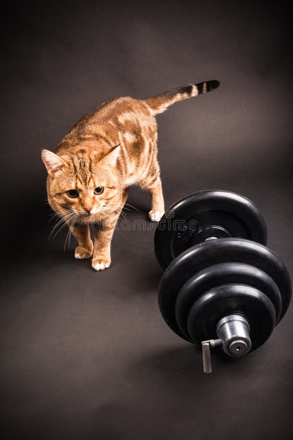 Cat with dumbbell on dark stock photo. Image of domestic - 143086804