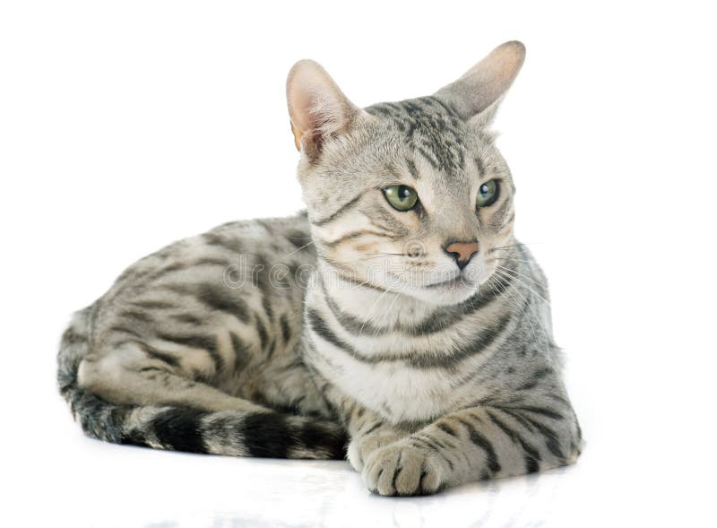 211 Adult Gray Bengal Cat Stock Photos - Free & Royalty-Free Stock ...