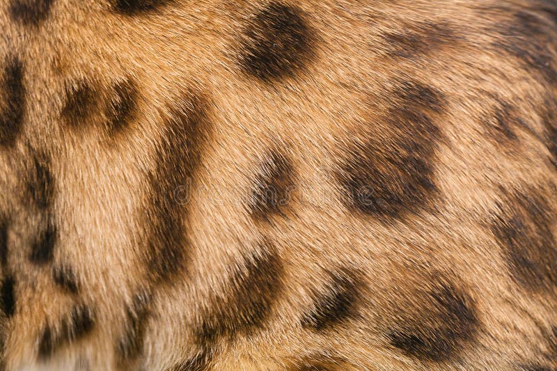Bengal cat fur close up stock photo. Image of spot, fluffy - 180671652