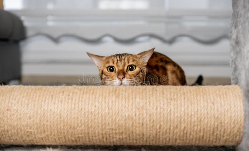 A Bengal Cat Hides Behind a Scratching Post during the Game Stock Photo ...