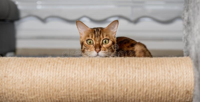 A Bengal Cat Hides Behind a Scratching Post during the Game Stock Image ...