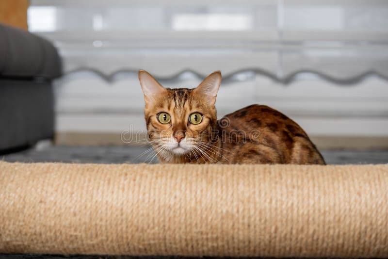 A Bengal Cat Hides Behind a Scratching Post during the Game Stock Image ...