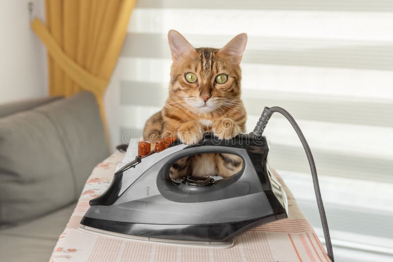 Bengal Cat Holding an Iron with Its Paws Stock Image - Image of ...