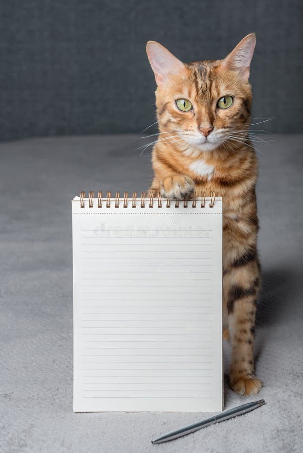 Cat Holding Blank Sheet Paper Stock Photos - Free & Royalty-Free Stock ...