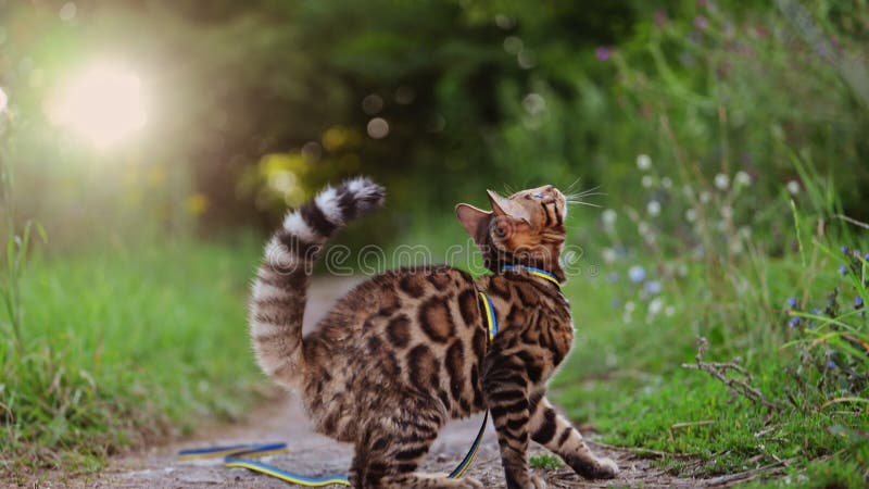 Bengal Cat Hunting and Jumping in Grass and Flowers Stock Footage ...