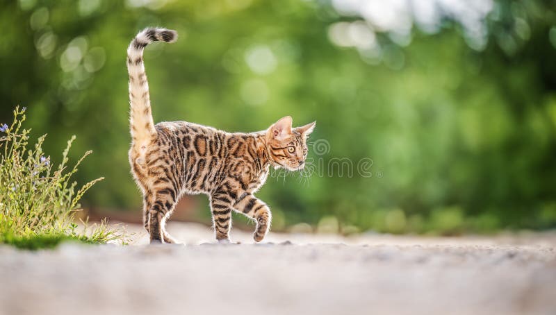 Bengal Cat Hunting and Playing Outdoor Stock Photo - Image of playing ...
