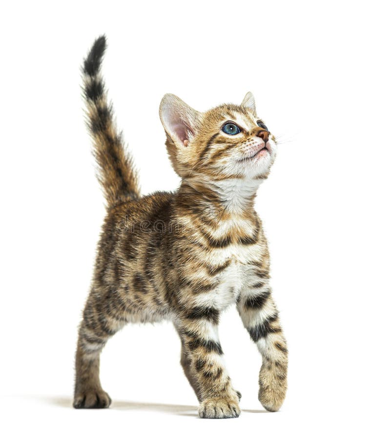 Bengal Cat Kitten Looking Up, Six Weeks Old, Isolated on White Stock ...
