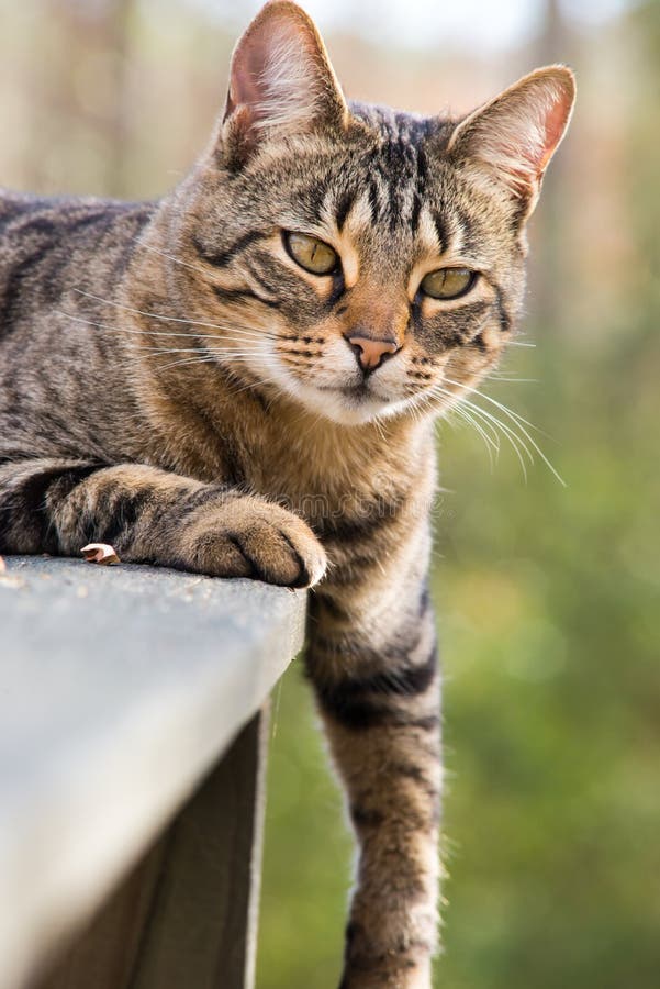 Bengal Cat with Leg Hanging Down Stock Photo - Image of cute, lazy ...
