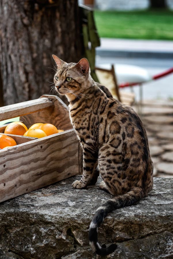 Bengal Cat Also Known As Miniature Leopard Stock Image - Image of ...