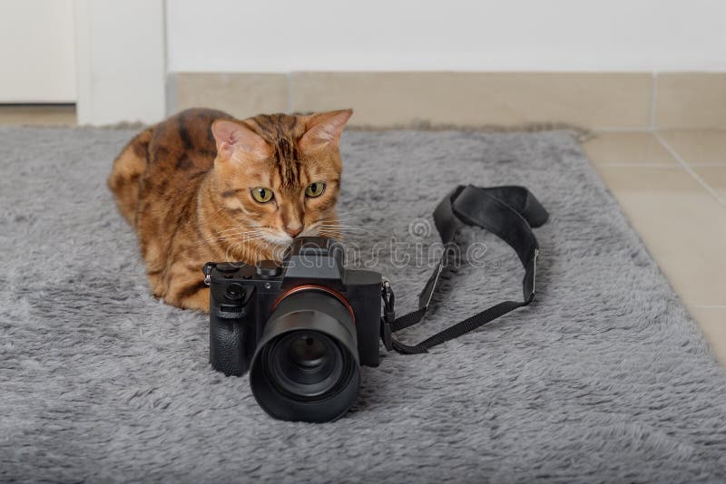 Bengal Cat Lies Next To the Camera on the Carpet Stock Photo - Image of ...