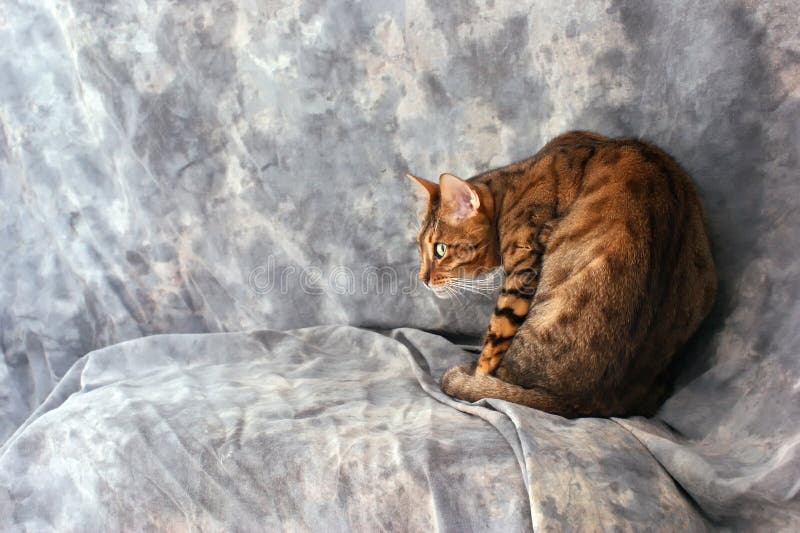 Exotic bengal cat stock image. Image of pretty, brown - 12721761