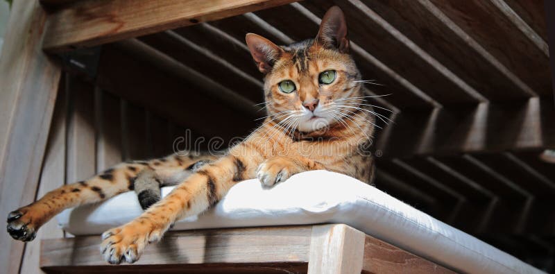 Bengal cat stock image. Image of beautiful, cute, looking - 13347305