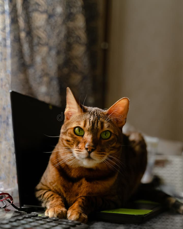 Bengal Cat Lying on Laptop Computer. Working from Home with Pets ...