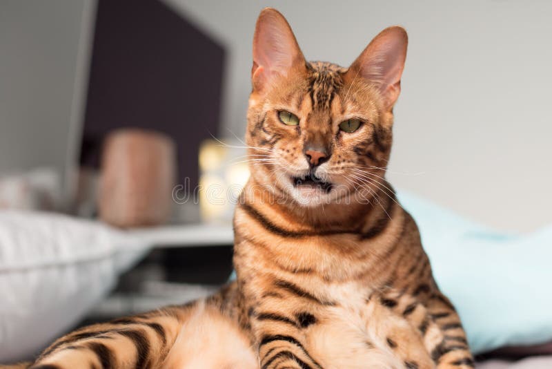 Bengal Cat making a face stock photo. Image of feline - 145741894