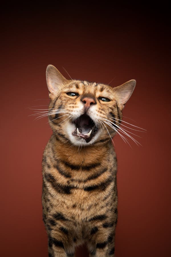Bengal Cat Meowing on Brown Background Stock Image - Image of feline ...