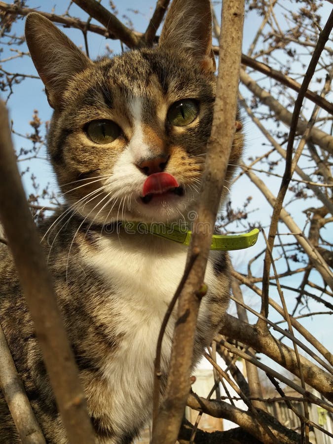 Bengal Cat, Moldova, Thea Village Stock Image - Image of thea, moldova ...