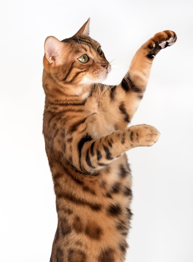 Bengal Cat with Paws Up. Side View Stock Photo - Image of purebred ...