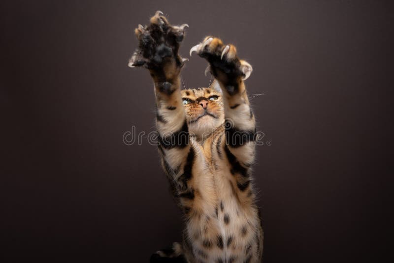 Bengal Cat Reaching Out with Sharp Claws Towards the Camera Stock Image ...