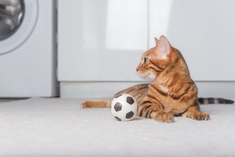 Bengal Cat Plays with a Ball on the Floor Stock Image - Image of kitten ...
