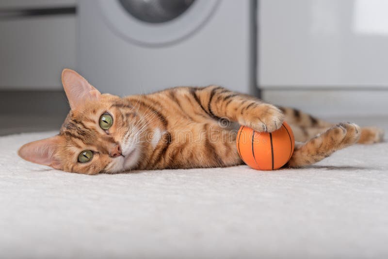 Bengal Cat Plays with a Ball on the Floor Stock Photo - Image of happy ...