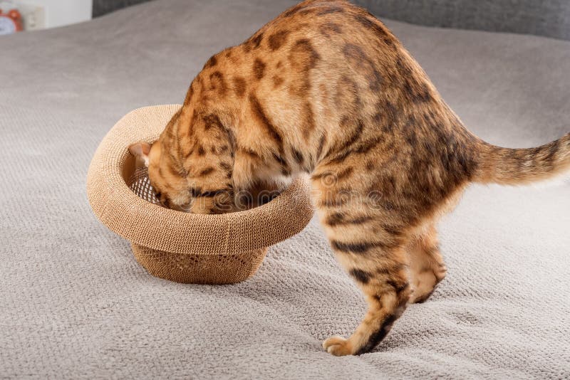 Bengal Cat Plays with a Straw Hat Stock Image - Image of clothes, straw ...