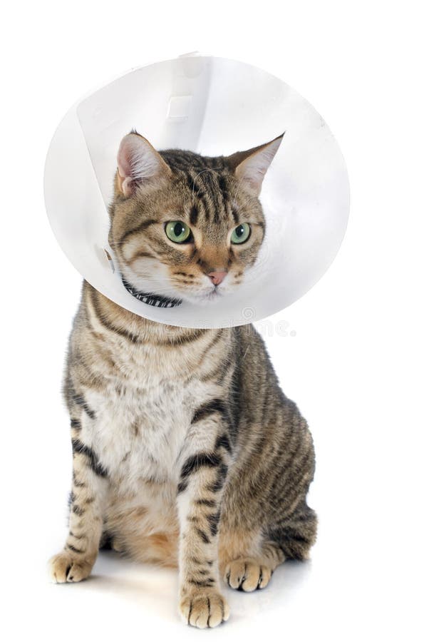 Funnel collar cat stock image. Image of cone, medicine - 37616793