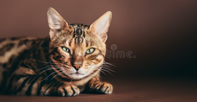 Bengal Cat Portrait in Studio. Stock Photo - Image of animal, purebred ...