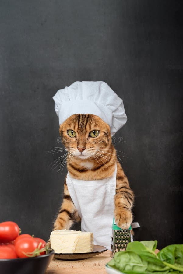 Bengal Cat is Preparing Food. Cat Cook Stock Photo - Image of isolated ...