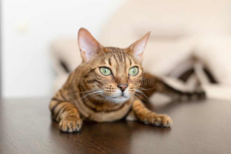 The Bengal Cat is a Purebred Cat. Portrait of a Domestic Cat Lying on ...