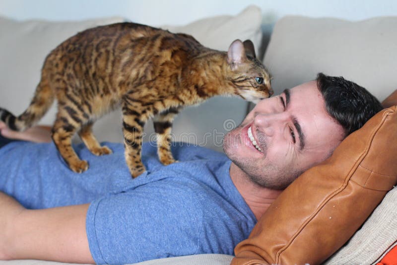 Bengal Cat Requesting Some Attention Stock Photo - Image of cute ...