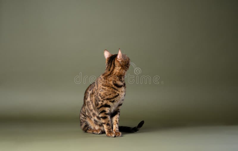 Bengal Cat Sitting on Green Background Turning Around Looking at Copy ...