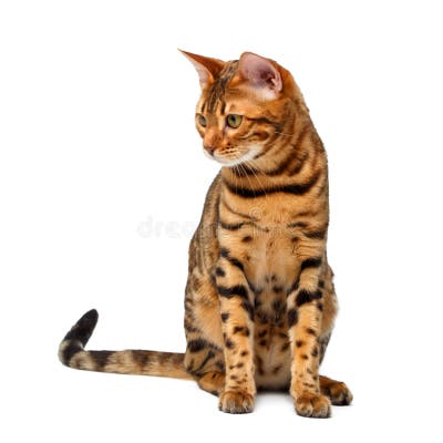 319 Cat Back View Kitten Sitting Isolated White Stock Photos - Free ...