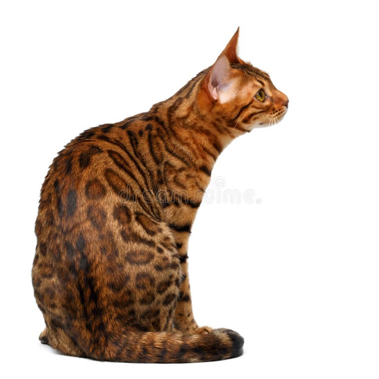 319 Cat Back View Kitten Sitting Isolated White Stock Photos - Free ...