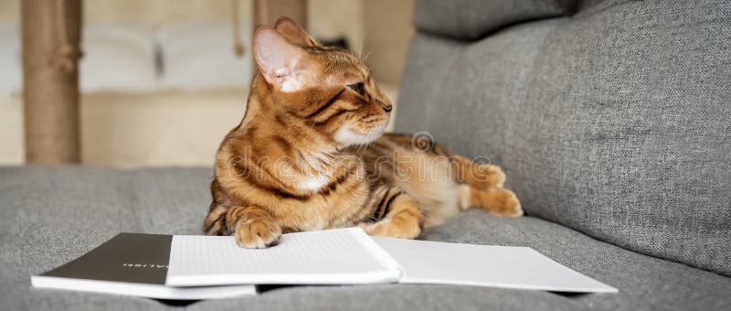 Bengal Cat on the Sofa with an Open Notebook or Notepad Stock Image ...
