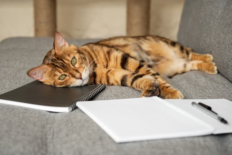 Bengal Cat on the Sofa with an Open Notebook or Notepad Stock Image ...