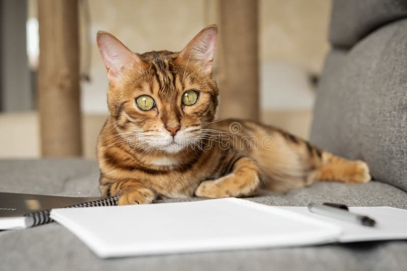 Bengal Cat on the Sofa with an Open Notebook or Notepad Stock Photo ...