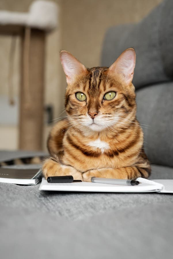 Bengal Cat on the Sofa with an Open Notebook or Notepad Stock Photo ...