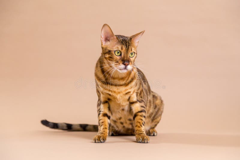 Bengal cat in the studio stock image. Image of tabby - 263850147