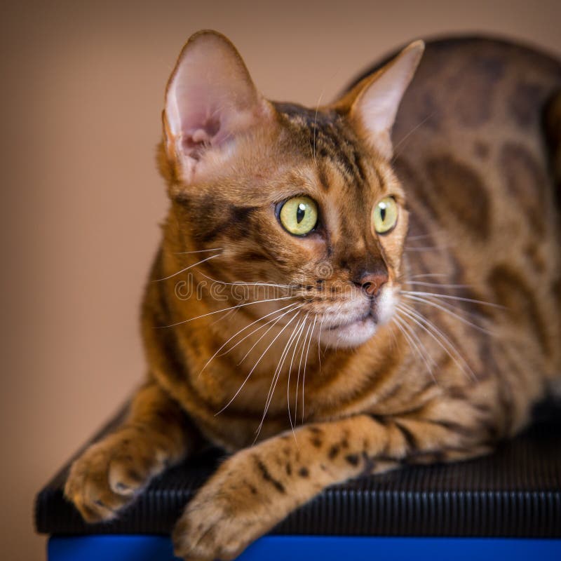 Bengal cat in the studio stock image. Image of fluffy - 263850167