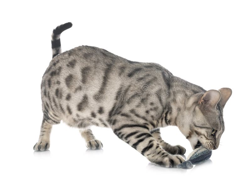 Cat Biting Fish Stock Photos - Free & Royalty-Free Stock Photos from ...