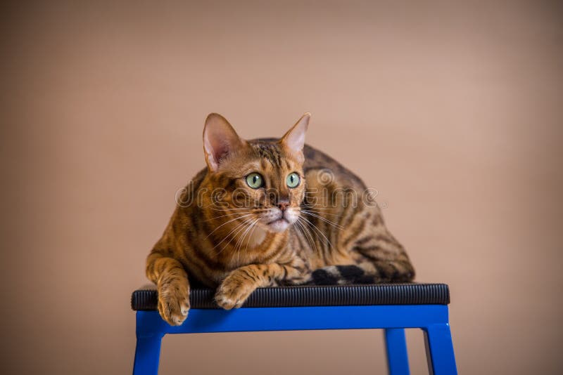Bengal cat in the studio stock image. Image of portrait - 263850165