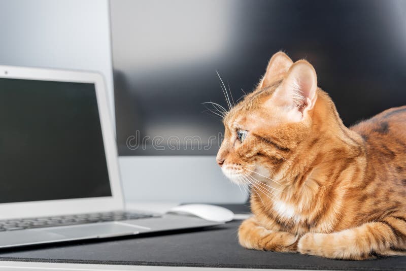 Bengal Cat Table Near Laptop Stock Photos - Free & Royalty-Free Stock ...