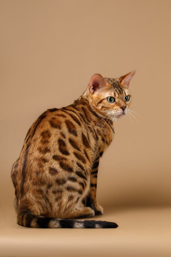 Bengal Cat Turned Back on Brown Background Stock Photo - Image of gold ...