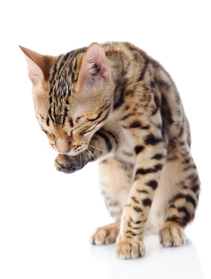 697 Cat Grooming Itself Stock Photos - Free & Royalty-Free Stock Photos ...